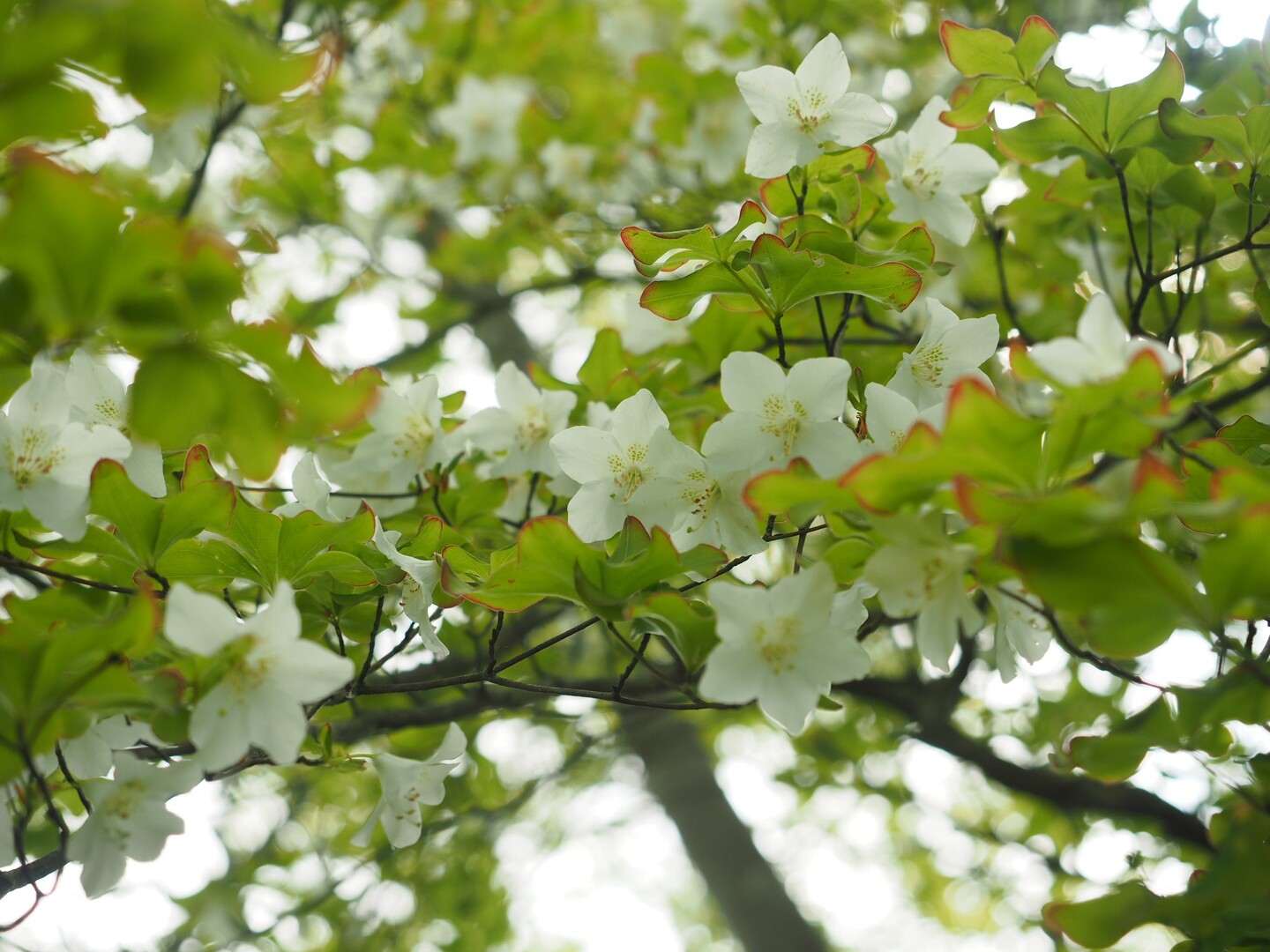 長者ヶ岳・天子ヶ岳 / ZUNさんの長者ヶ岳・天子ヶ岳の活動日記 | YAMAP / ヤマップ