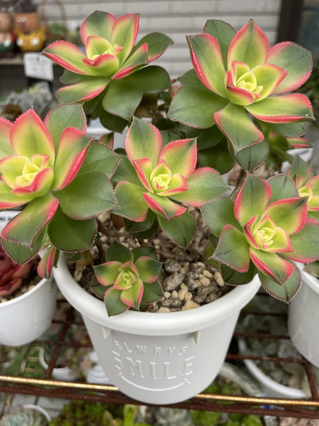 アエオニュム…キウイ 先日より色が鮮や... / よっしー3110さんのモーメント | YAMAP / ヤマップ