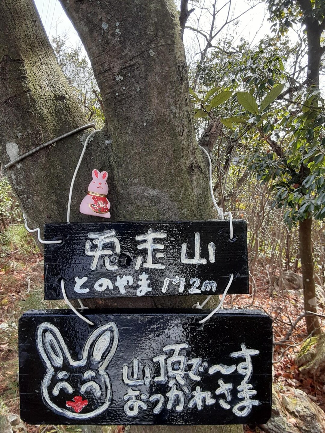 初めての兎走山 / yu16さんの金華山・洞山・舟伏山の活動データ | YAMAP / ヤマップ