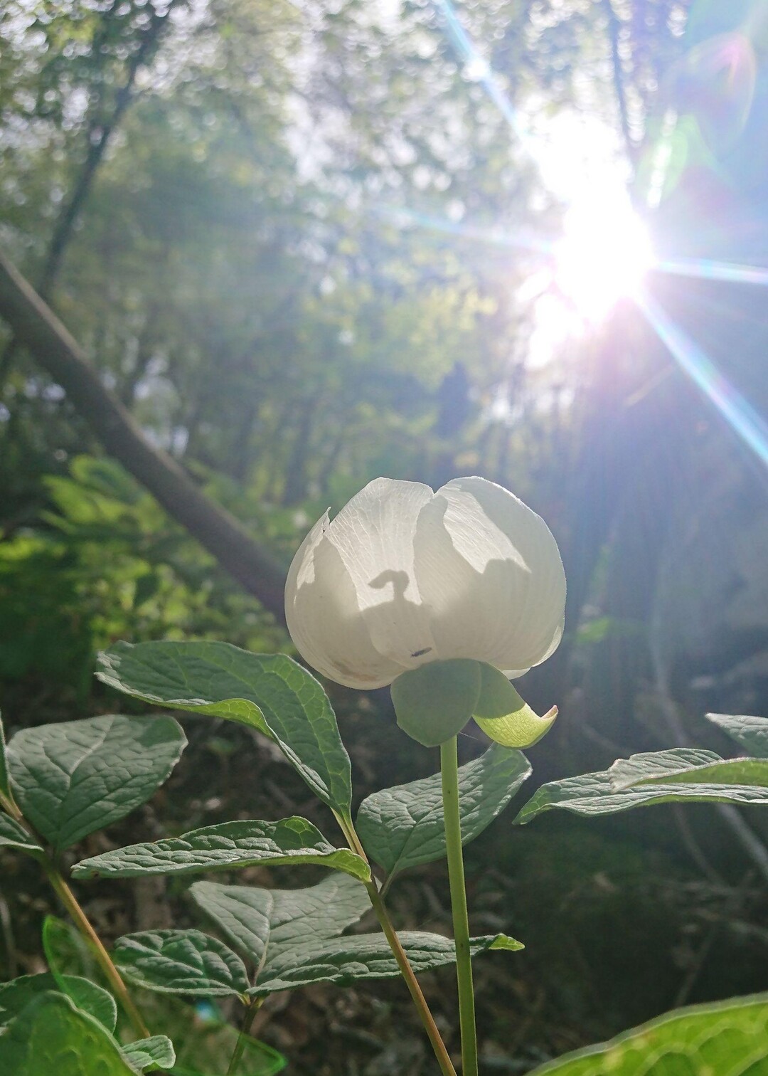 また逢おうヤマシャクちゃん♥ / akkiさんの英彦山の活動データ | YAMAP / ヤマップ