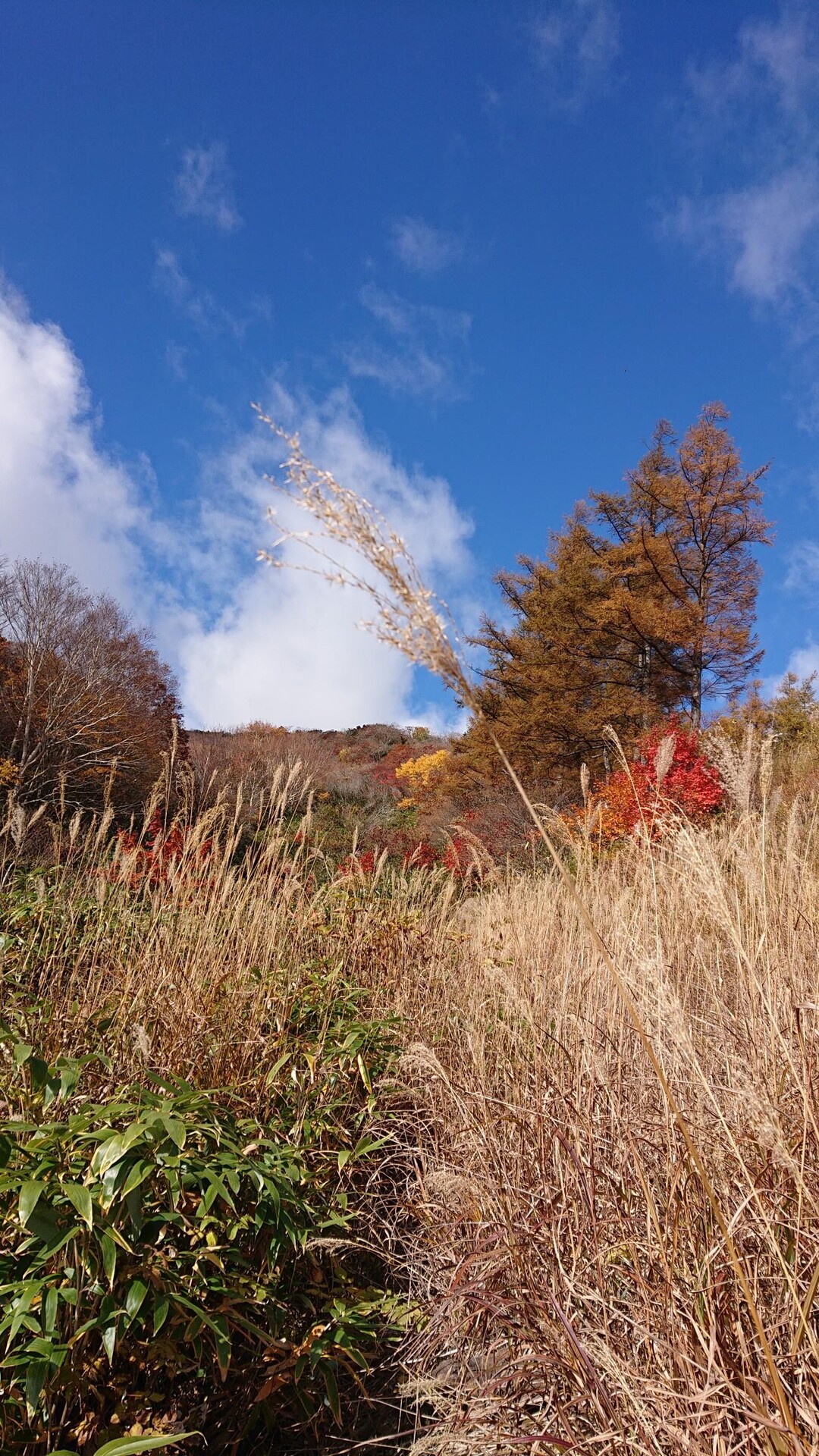 安達太良山2023.10.30 / Maryさんの安達太良山・箕輪山・鬼面山の活動データ | YAMAP / ヤマップ