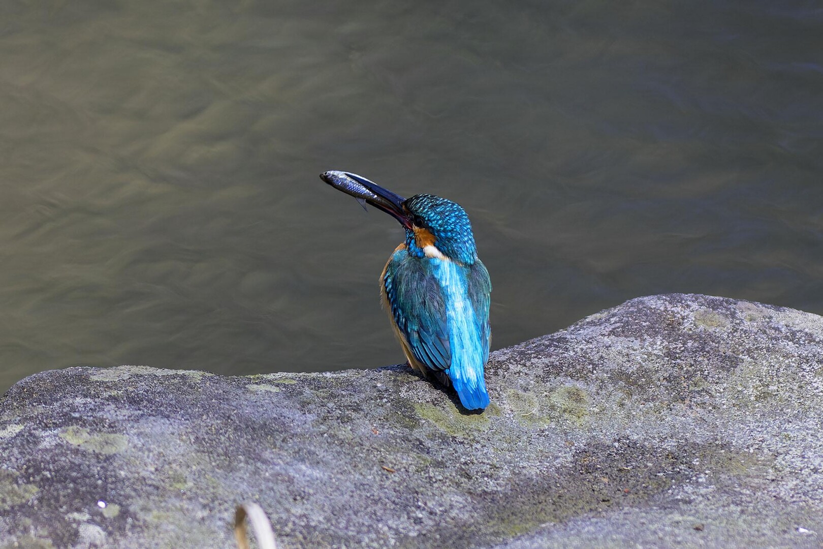 横浜でカワセミ観察-2023-04-01 / zukiさんの横浜市 北エリアの活動データ | YAMAP / ヤマップ