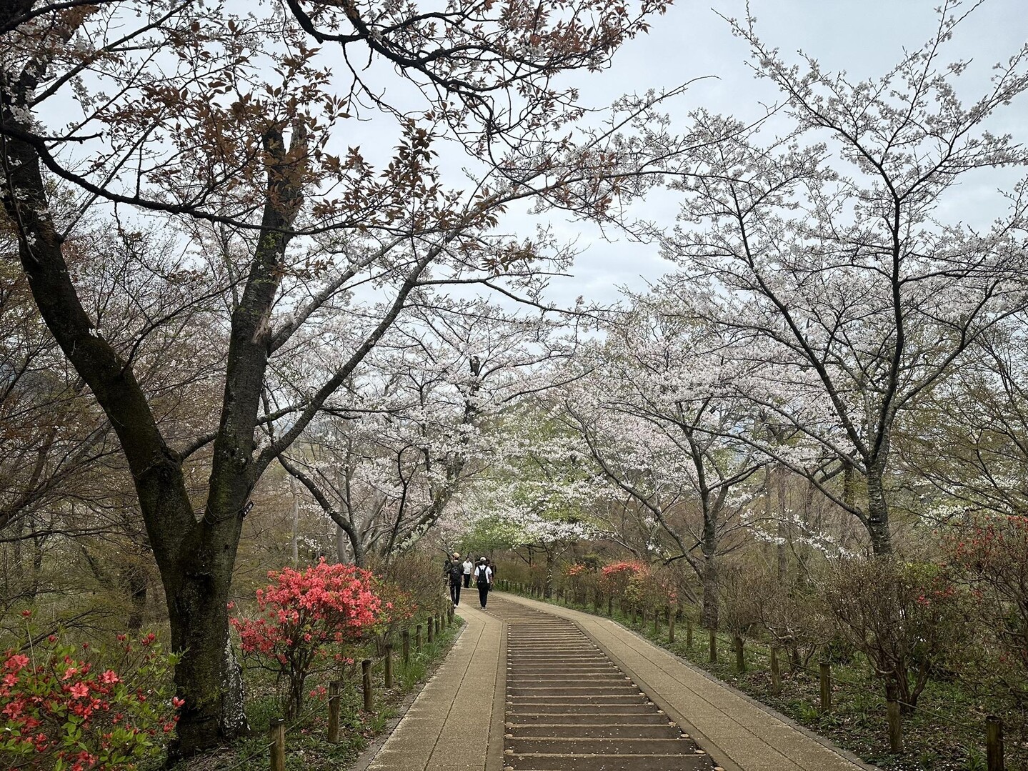 浅間山・権現山・弘法山・吾妻山 / keijuさんの弘法山の活動データ | YAMAP / ヤマップ