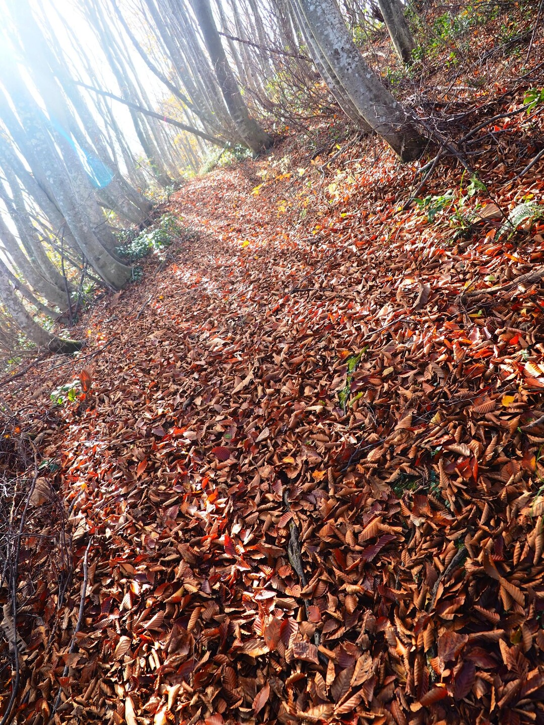 秋、風と共に去りぬ 鋸山 / 天ぷらケンジJyJyさんの鋸山・三ノ峠山・八方台の活動データ | YAMAP / ヤマップ