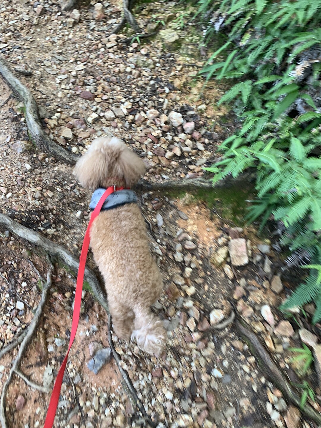 エイエイオー🐶 / 多度山・美濃松山・石津御嶽の写真10枚目 | YAMAP / ヤマップ