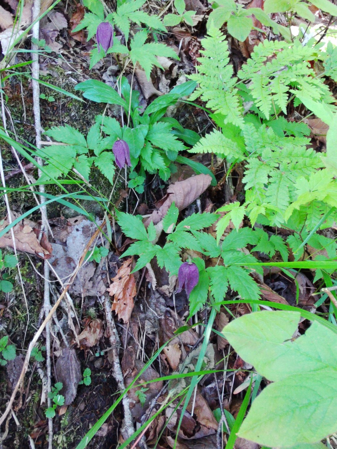 2022.06.05(日) 07:32 / karinさんのモーメント | YAMAP / ヤマップ