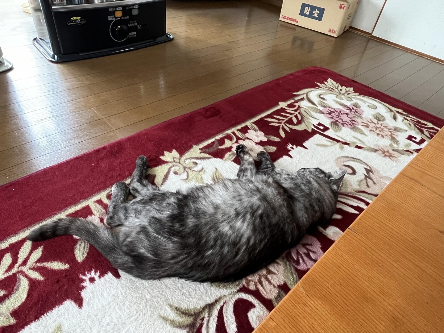 2月22日🐈 今日は猫の日🐈🐈😺... / カメだよ1960さんのモーメント | YAMAP / ヤマップ