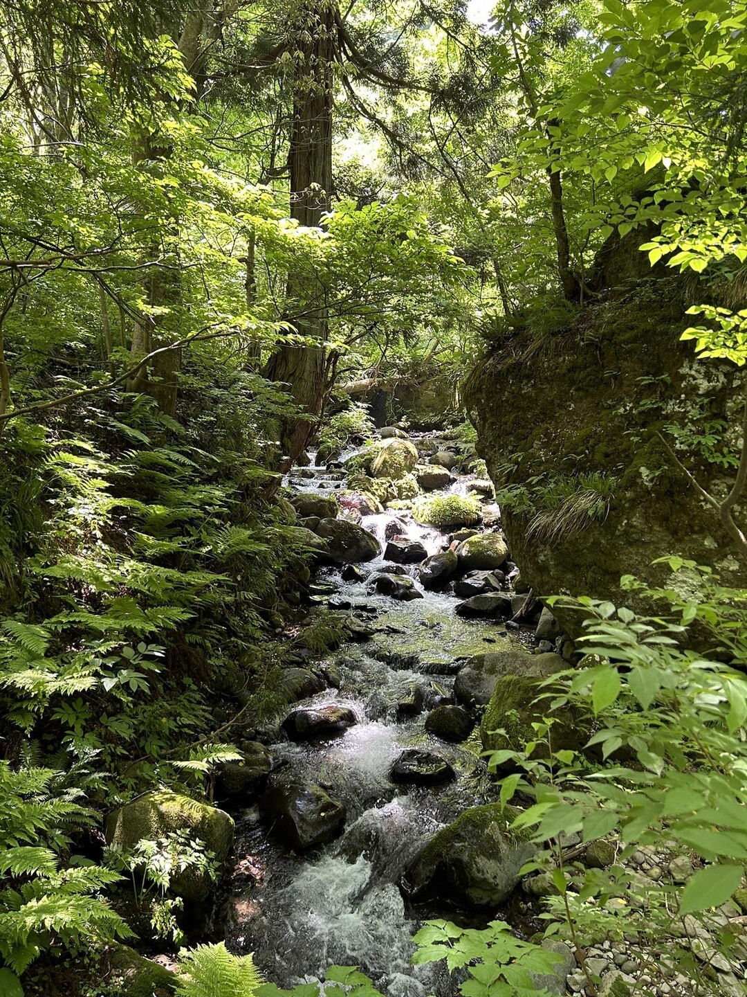 米山 / skyさんの米山の活動データ | YAMAP / ヤマップ