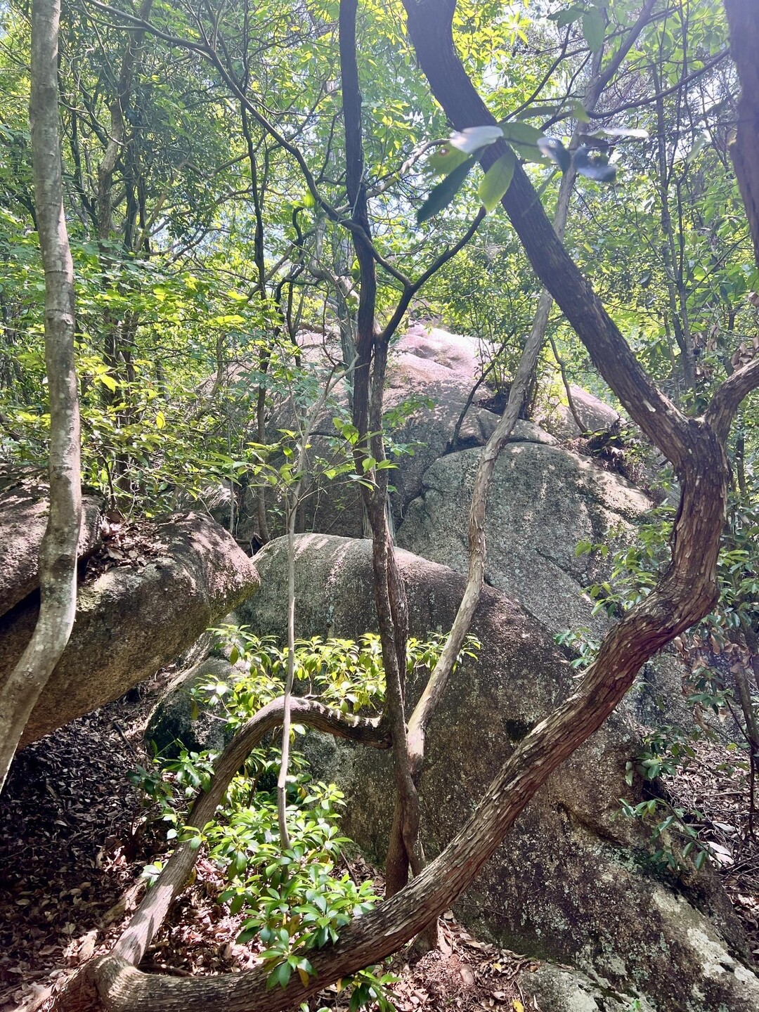 瑞浪クライミング / yuzuさんの水晶山の活動データ | YAMAP / ヤマップ