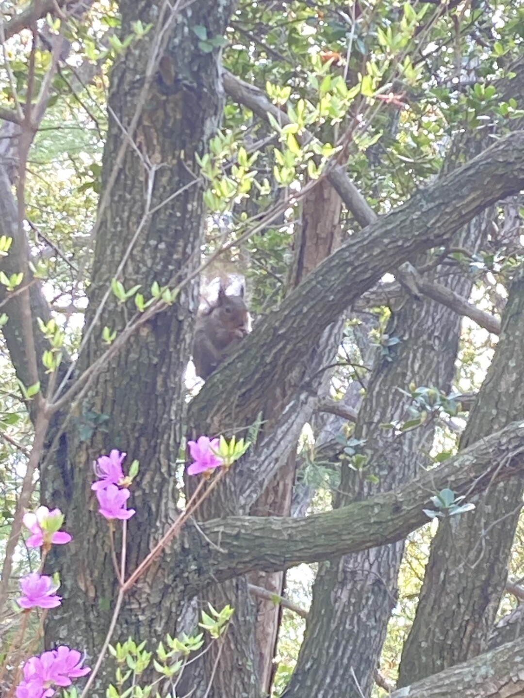 六甲山で見たリスさん。 頭上で「ガサッ！... / moppiさんのモーメント | YAMAP / ヤマップ
