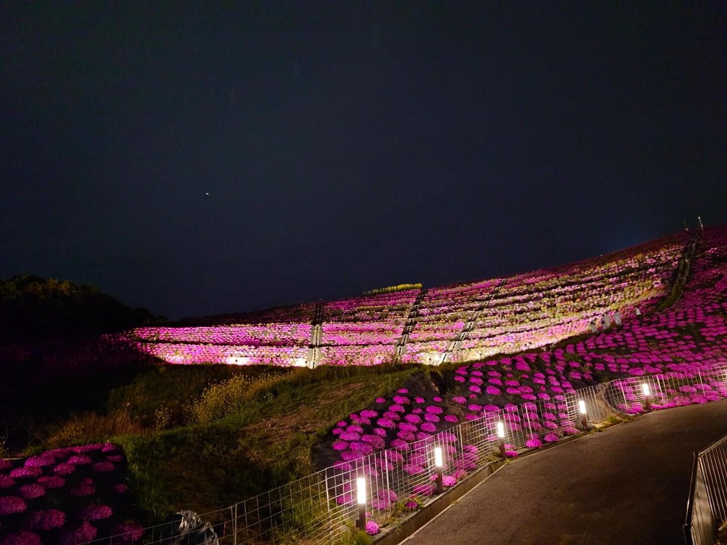 Moss phlox Festival 〜しあわせの森公園〜 / Τакцさんの金剛山・二上山・大和葛城山の活動データ | YAMAP / ヤマップ