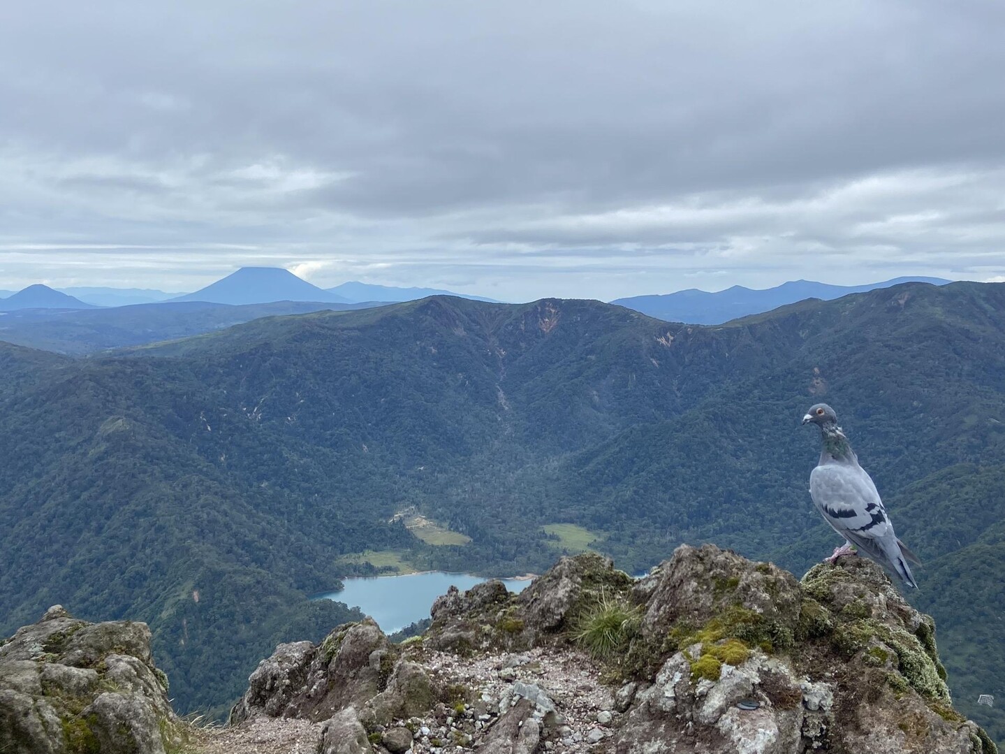 恵庭岳(北峰,ジャンダルム,本峰,西峰) / ︎ YU-tan ︎さんの恵庭岳の活動データ | YAMAP / ヤマップ