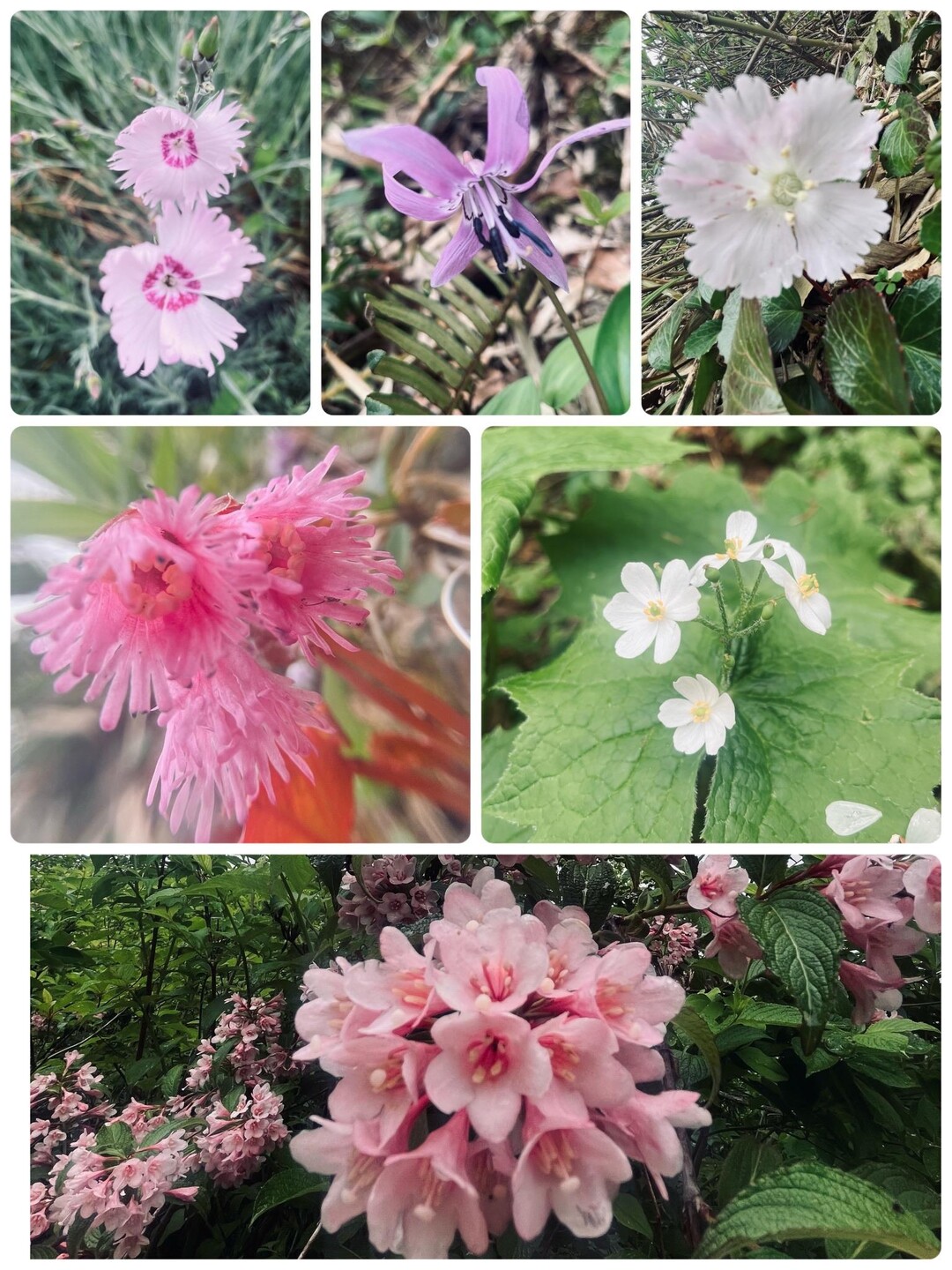 🤗晴れ☀️の荒島岳へGO👍のはずでした🥲 / shin🤗さんの荒島岳の活動データ | YAMAP / ヤマップ