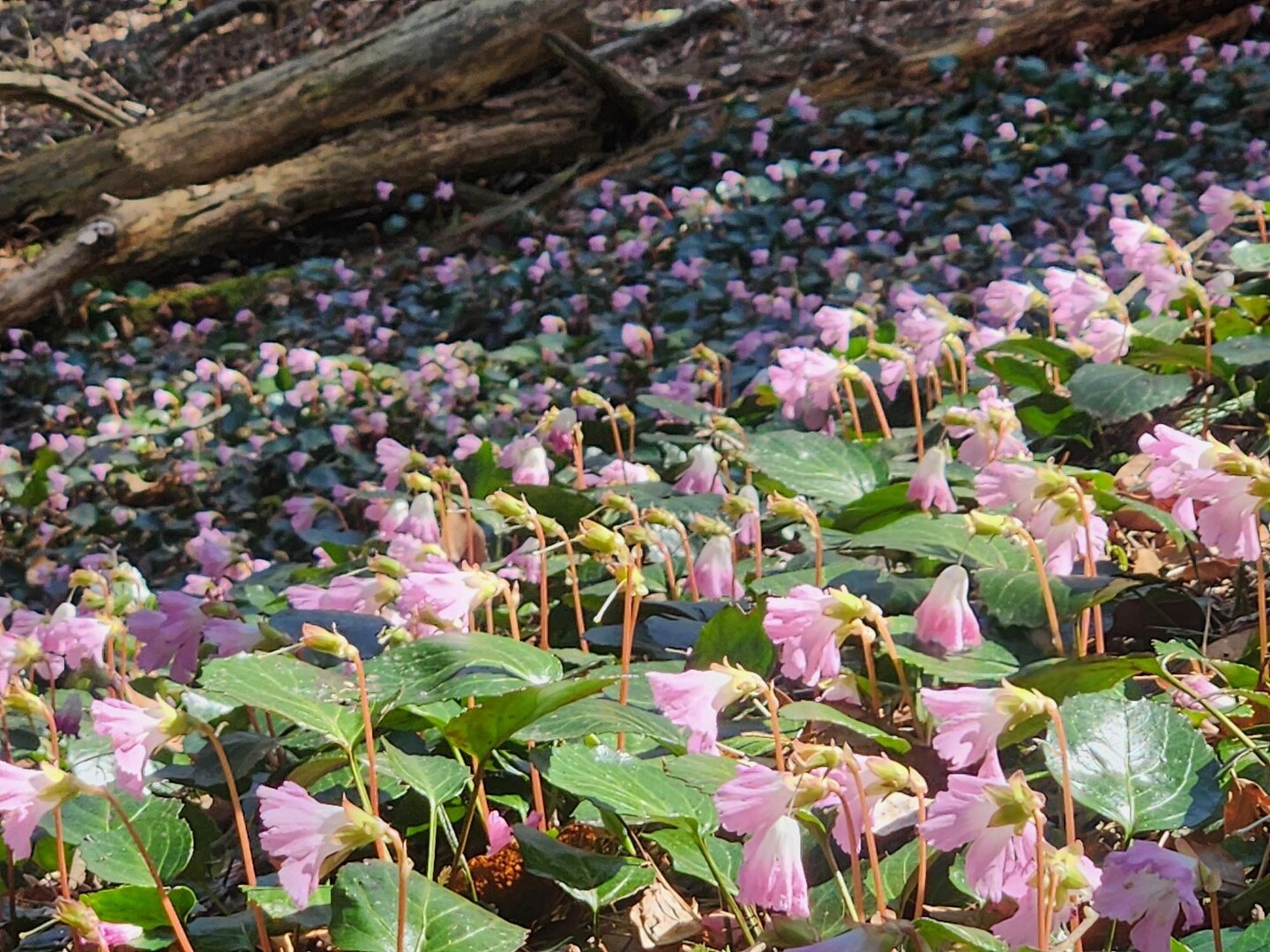 山門水源の森 / satomi29さんの東ヶ谷山・山門水源の森の活動データ | YAMAP / ヤマップ