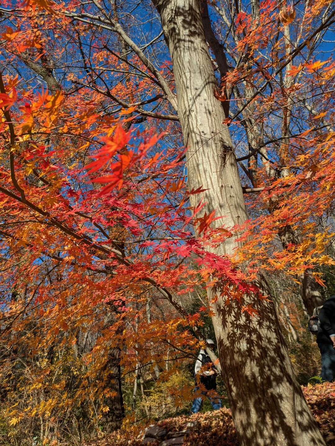 浅間山・権現山・弘法山・吾妻山 / Sanaさんの弘法山の活動データ | YAMAP / ヤマップ