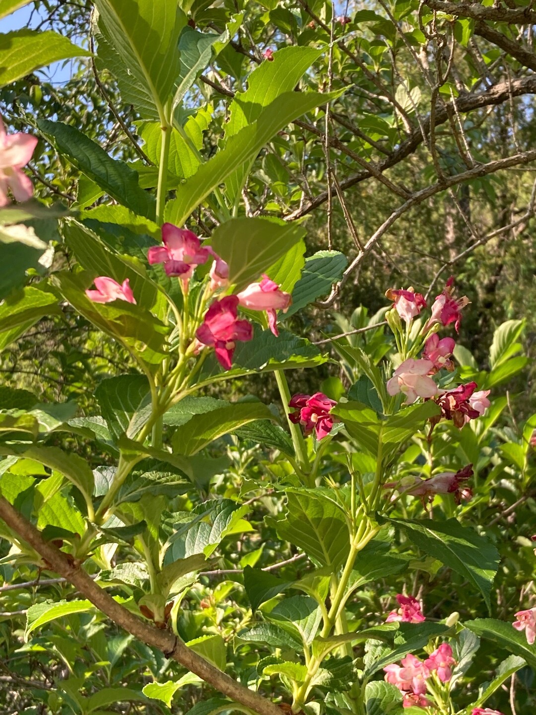 善防山・笠松山 / nori0125さんの加西アルプス・笠松山・善防山の活動データ | YAMAP / ヤマップ