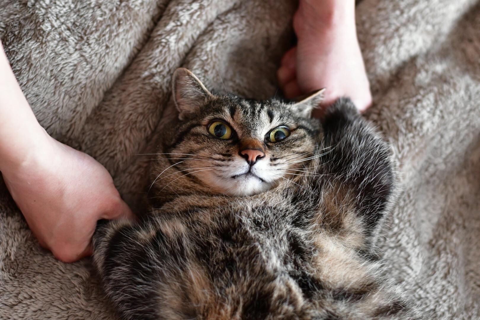 🐱🙌😳 妻のクロックスを噛んで穴... / mooさんのモーメント | YAMAP / ヤマップ