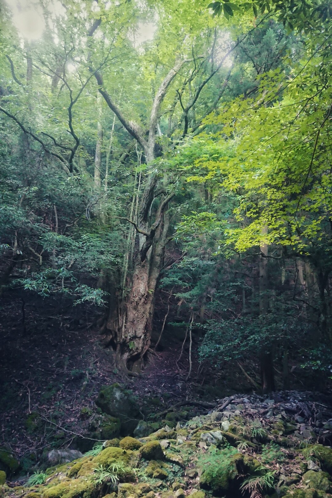 R1さんの投稿したフィールドメモ | YAMAP / ヤマップ