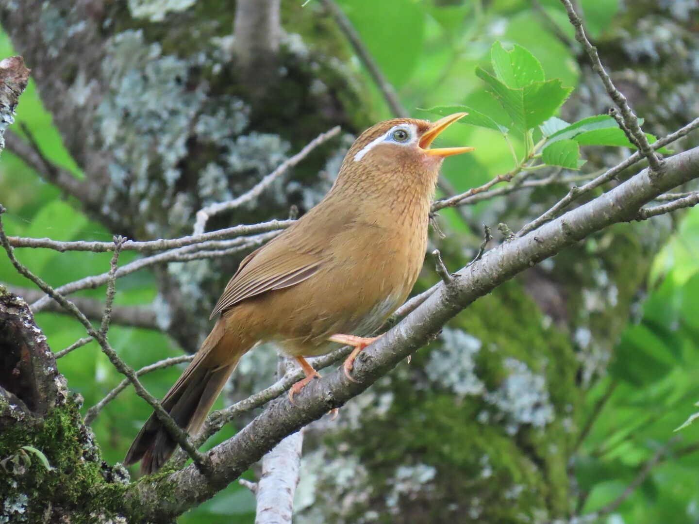 権現山 / skさんの弘法山の活動データ | YAMAP / ヤマップ