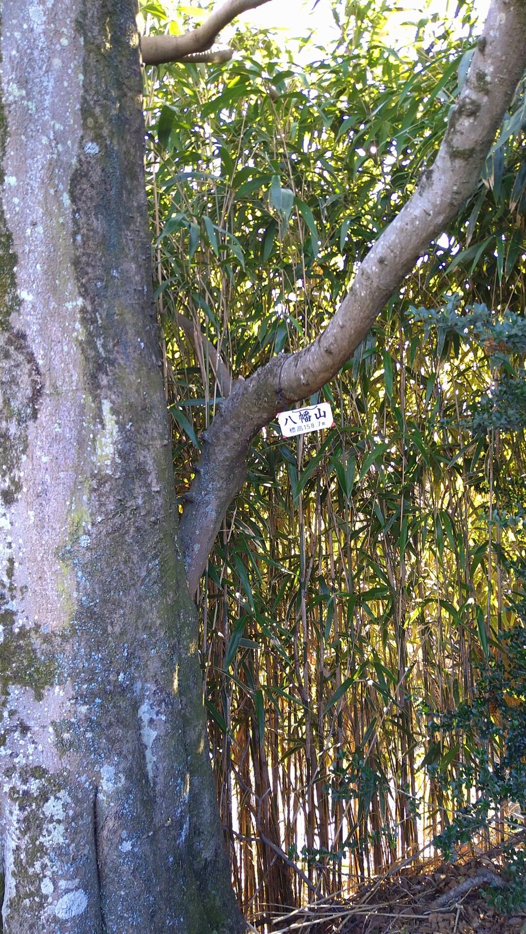 2022年初登頂。一等三角点デス🐯 / ハイジ57さんのモーメント | YAMAP / ヤマップ