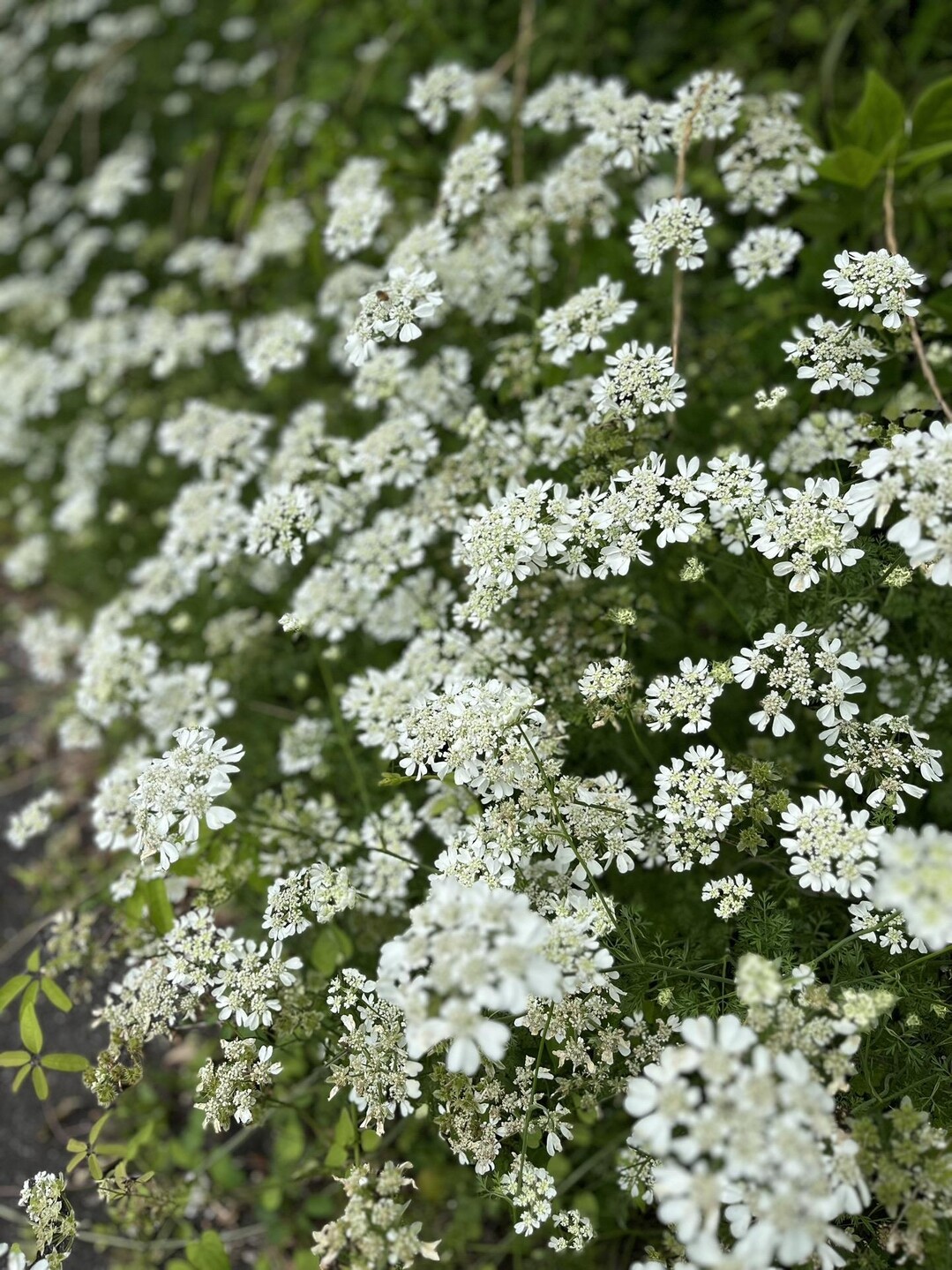 岡山県成羽のクライミング🧗‍♀️広場に大岩壁🪨を見に行きました😀 / YOTAさんのウォーキングの活動データ | YAMAP / ヤマップ