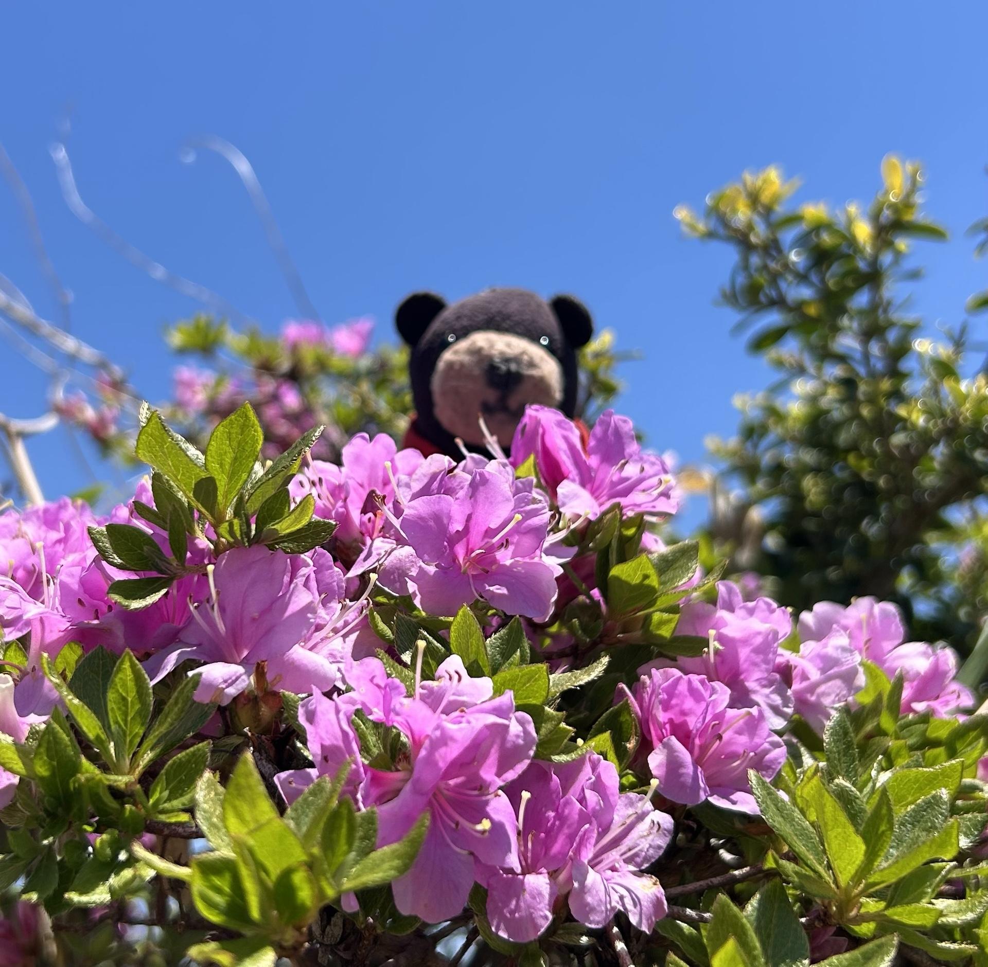 青空とちょこっとミヤマ((´∀`*))経塚山 / datinさんの経塚山の活動データ | YAMAP / ヤマップ