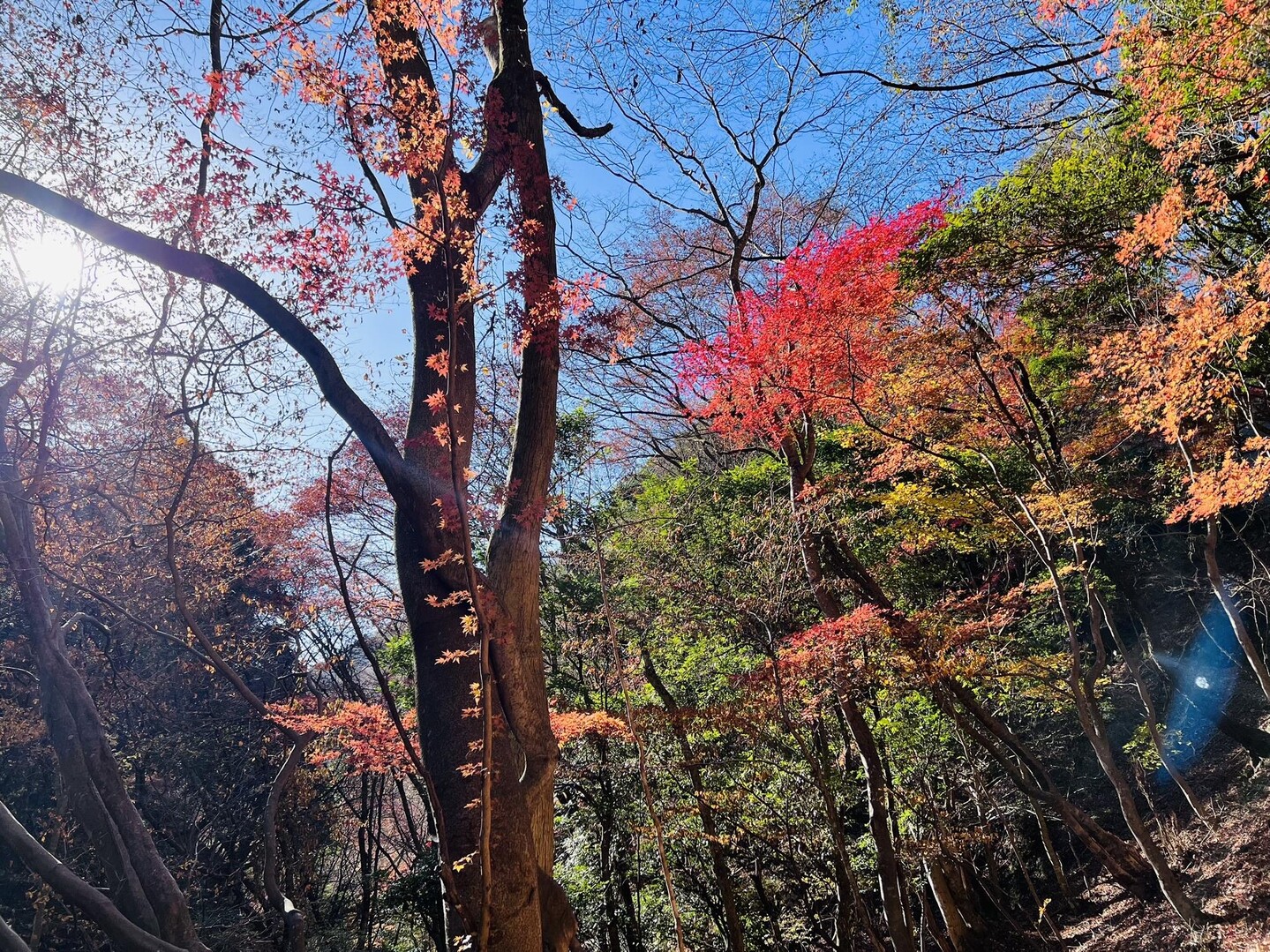 畦ヶ丸山(大滝橋in, 西丹沢VC out) / さとしさんの大室山・畦ヶ丸山・菰釣山の活動データ | YAMAP / ヤマップ