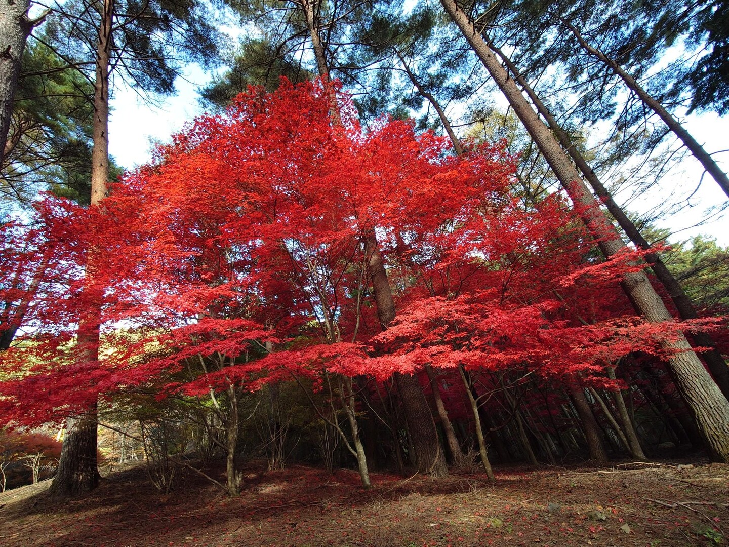 木無山・三ッ峠山（開運山）・御巣鷹山 / k.koheiさんのFUJISAN LONG TRAIL（御坂・三ツ峠エリア NORTH）の活動データ | YAMAP / ヤマップ