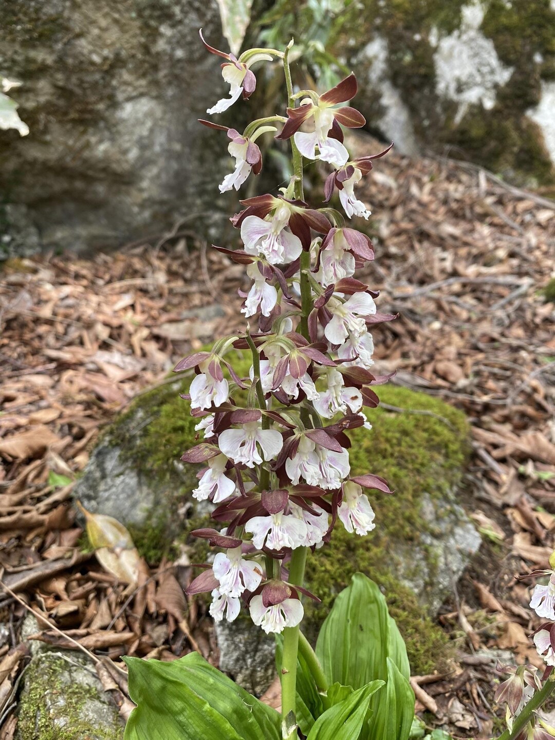 塔ノ倉・大立 / Taka32さんの妙法ヶ岳・華厳寺の活動データ | YAMAP / ヤマップ