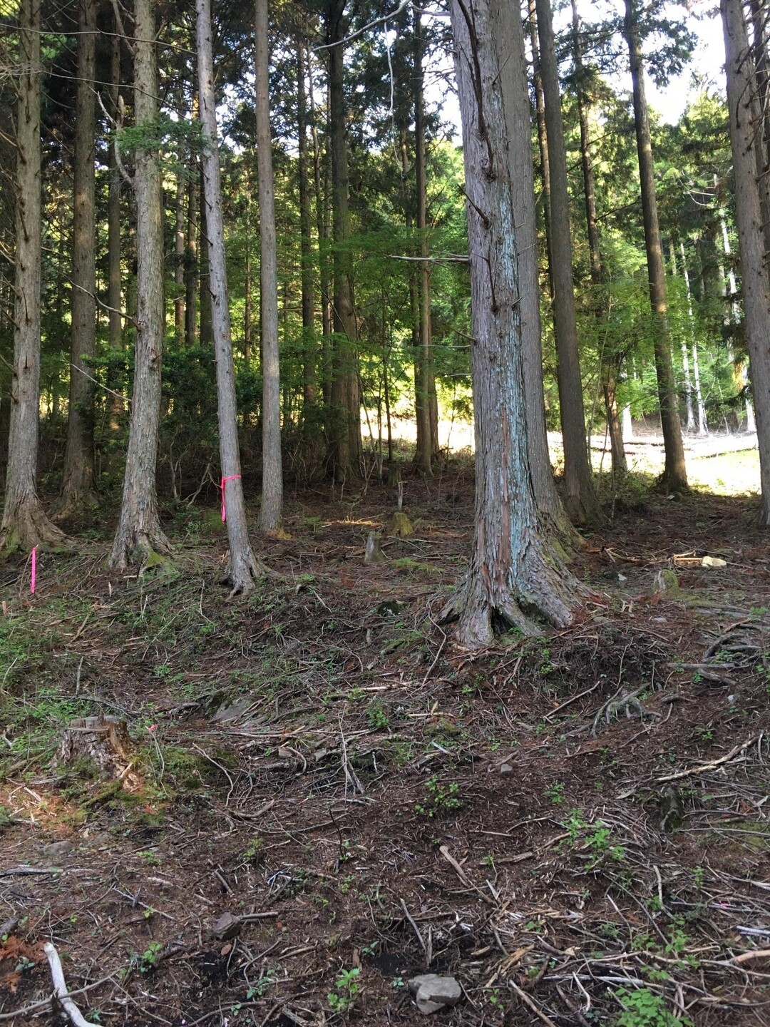 kanameさんの投稿したフィールドメモ | YAMAP / ヤマップ