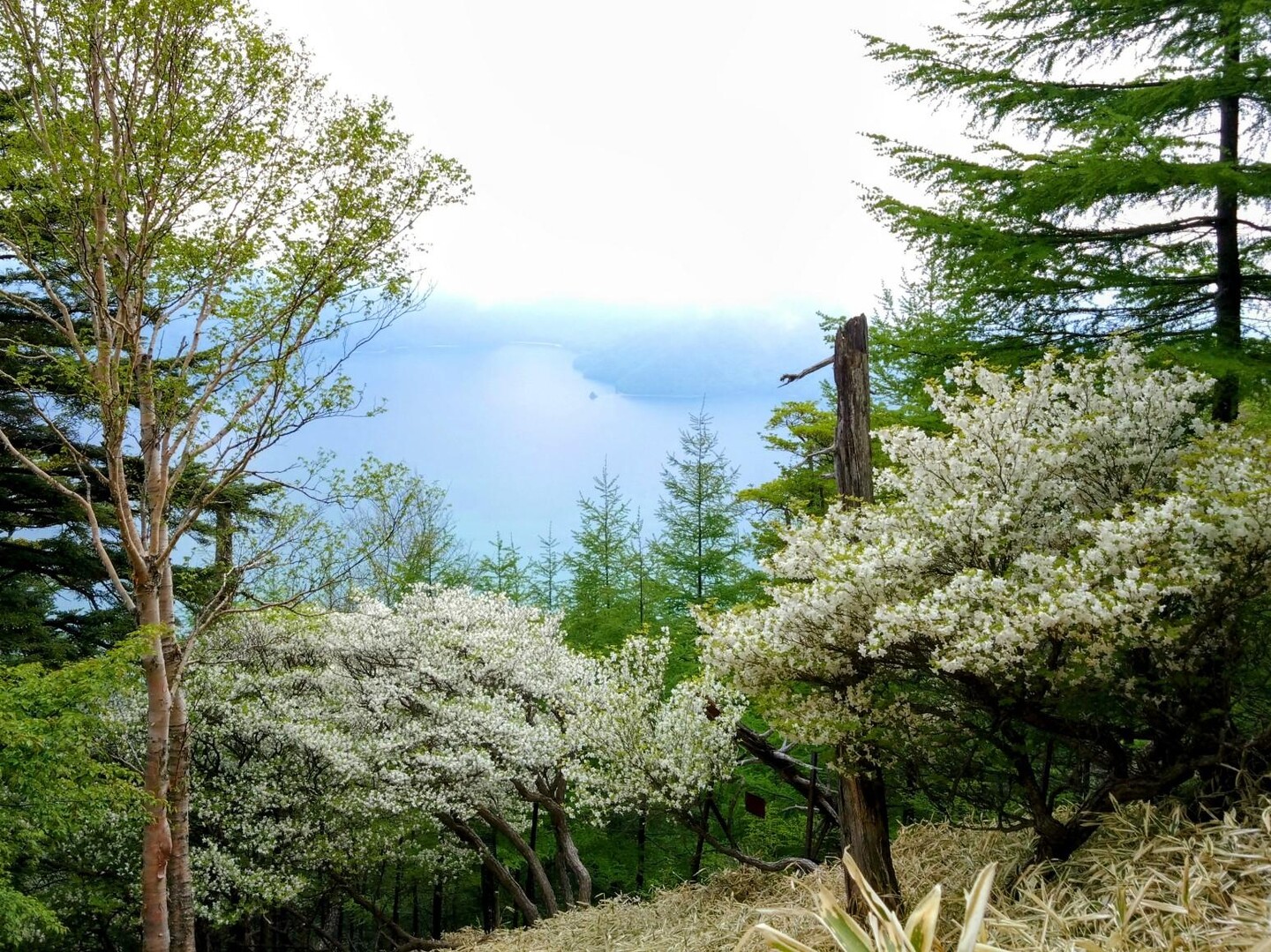 男体山 / nanakoさんの男体山の活動データ | YAMAP / ヤマップ