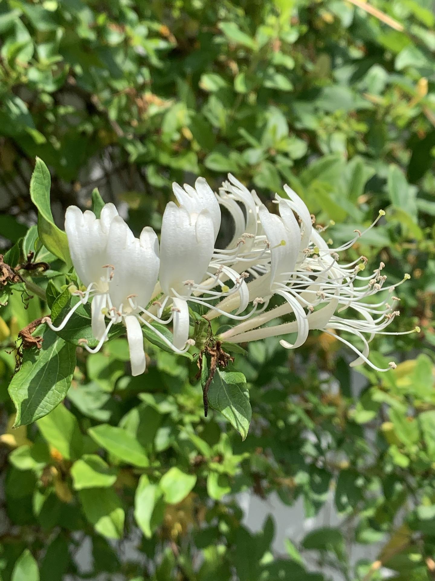今日の午後 街で見た花 スイカズラ ス... / Jさんのモーメント | YAMAP / ヤマップ