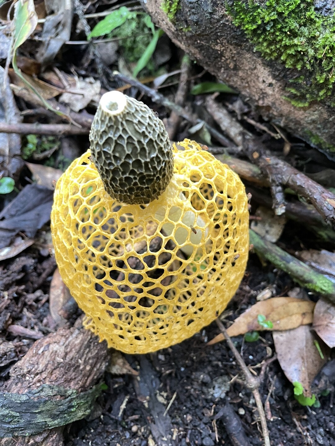 2022.06.26(日) 05:21 / magpieさんのモーメント | YAMAP / ヤマップ