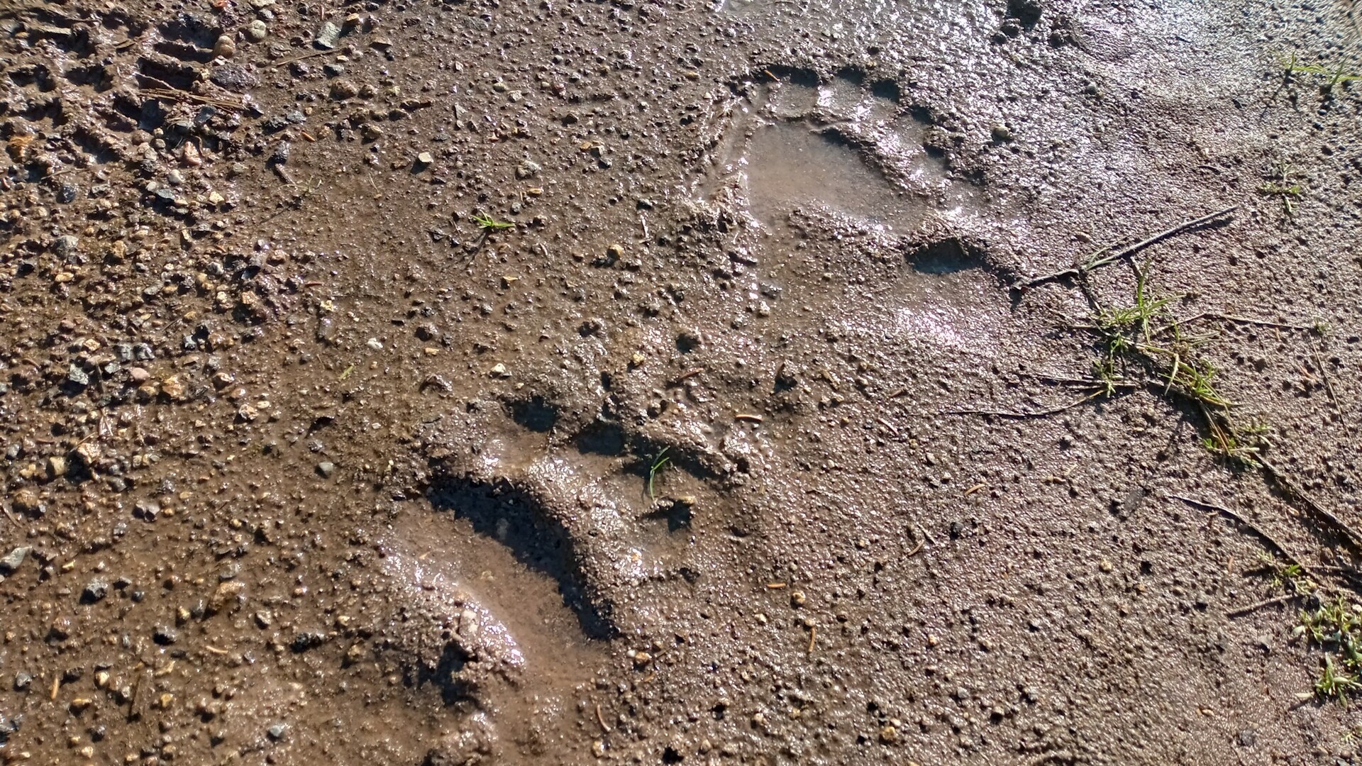 クマネシリ岳周辺を撮りに行くと…… 足... / かずたOKTさんのモーメント | YAMAP / ヤマップ