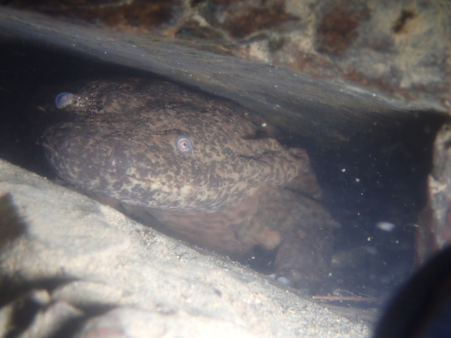 川三昧でした、、。 ボチボチ夏のきのこ探... / bptanakaさんのモーメント | YAMAP / ヤマップ