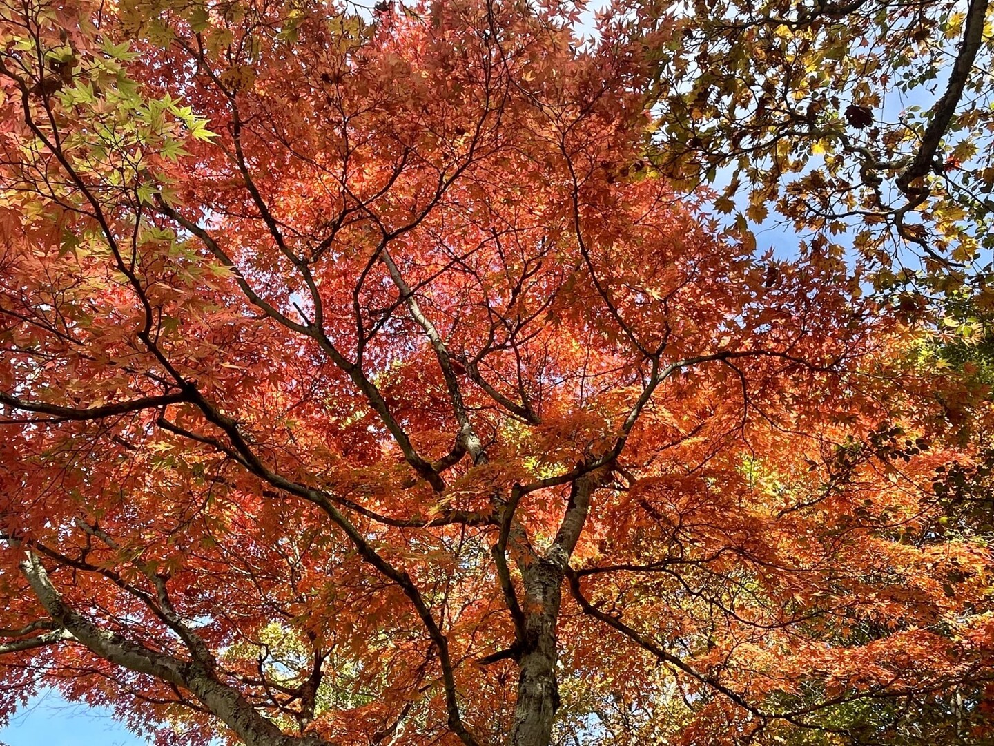 旧中仙道碓氷峠 子持山 / qkaruさんの鼻曲山・氷妻山・留夫山の活動日記 | YAMAP / ヤマップ