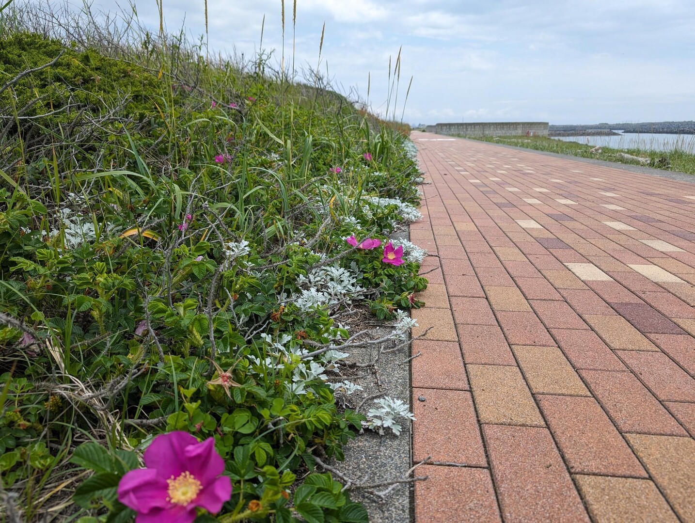 浜ラン-2024-06-11 / かい ゆうじさんの登山の活動データ | YAMAP / ヤマップ