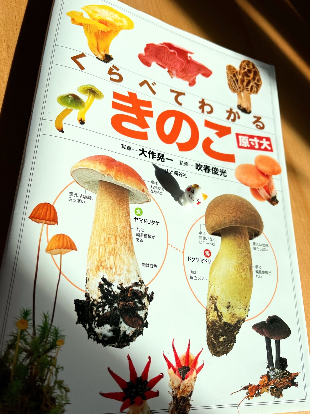 山に 行きたすぎて きのこ図鑑📙を ... / miiさんのモーメント | YAMAP / ヤマップ