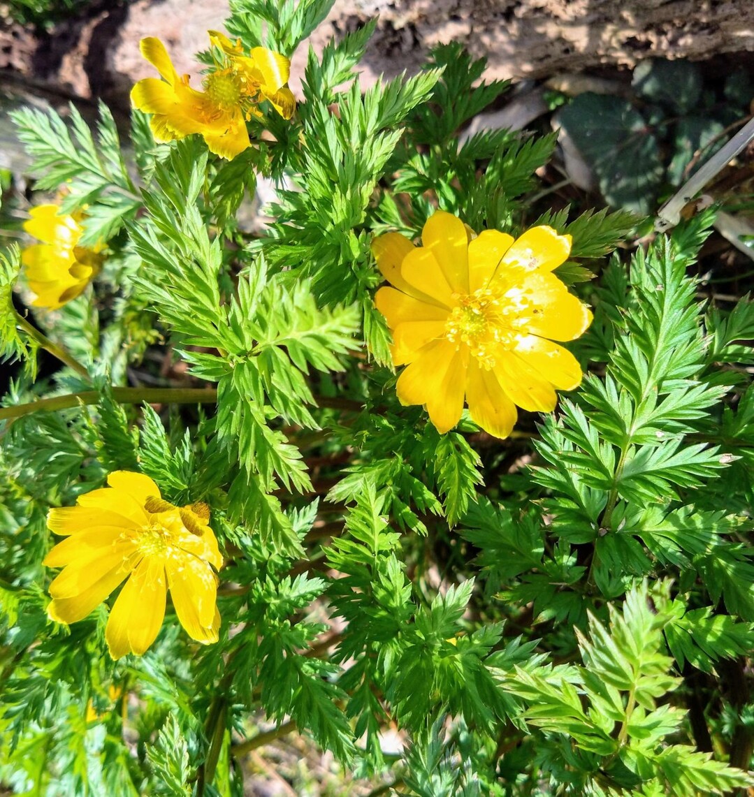 18🎫ポンポン山㊗️800 / micoさんのポンポン山・釈迦岳・小塩山・若山の活動日記 | YAMAP / ヤマップ