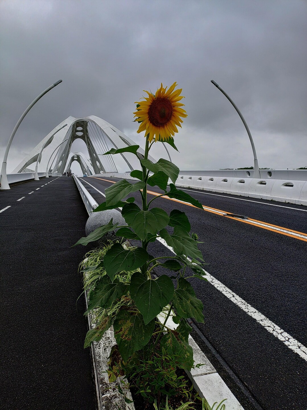 パークラン5km in 白浜公園 / ひろさんの豊田市（中心エリア）の活動データ | YAMAP / ヤマップ