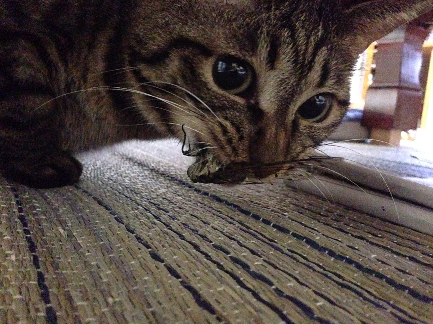 Shinyaのページ | YAMAP / ヤマップ