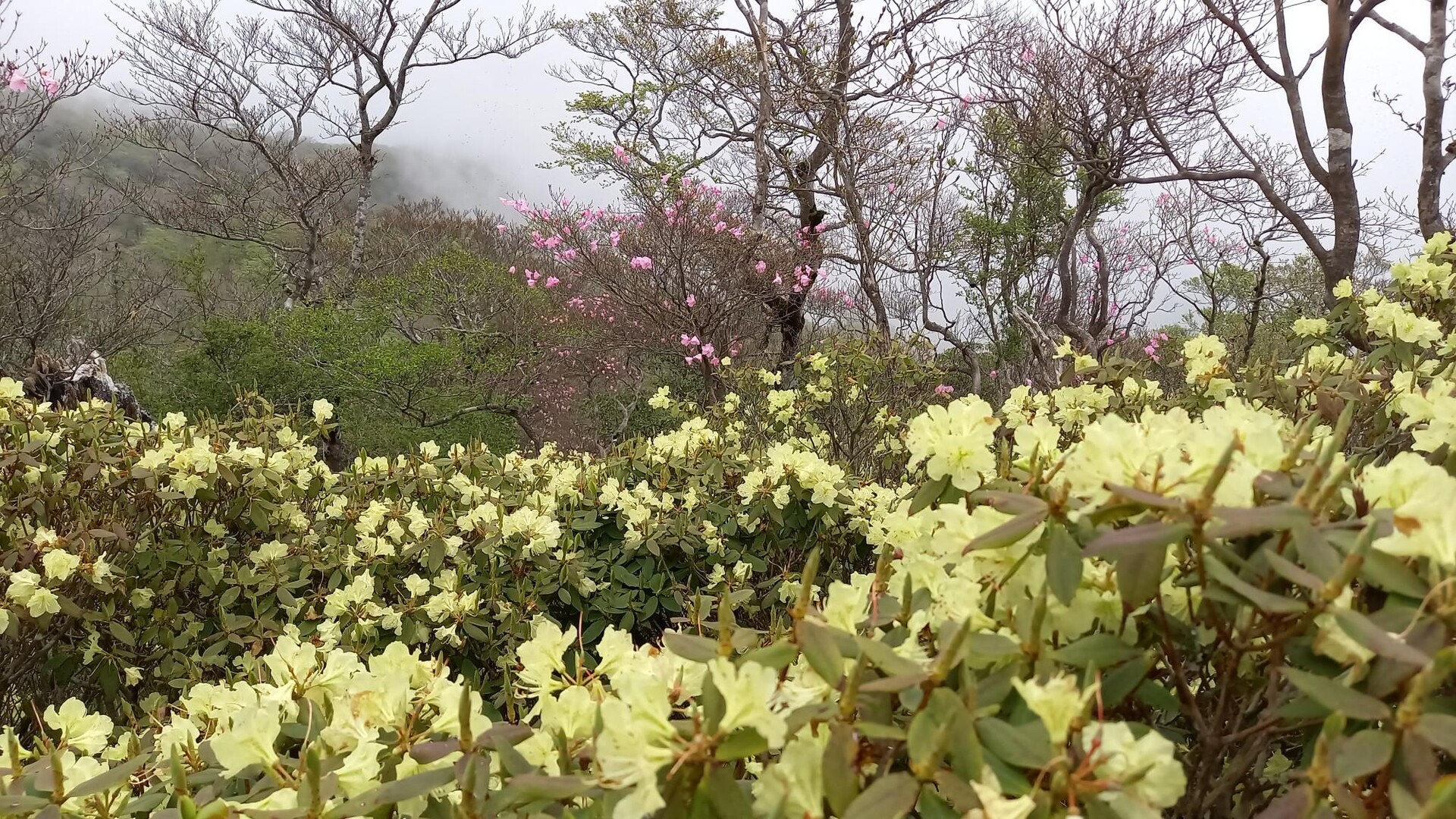 GW雨の合間に市房山へ山印帳3-8/10🏃‍♂️💨🗻 / みやくんさんさんの市房山の活動データ | YAMAP / ヤマップ
