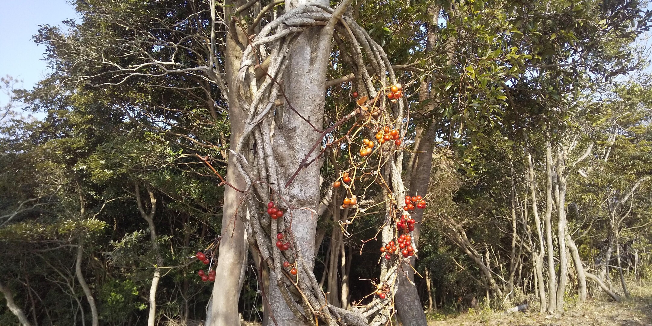 白石山・トギシ山 / みっち3Mさんの樅木山・白石山の活動データ | YAMAP / ヤマップ