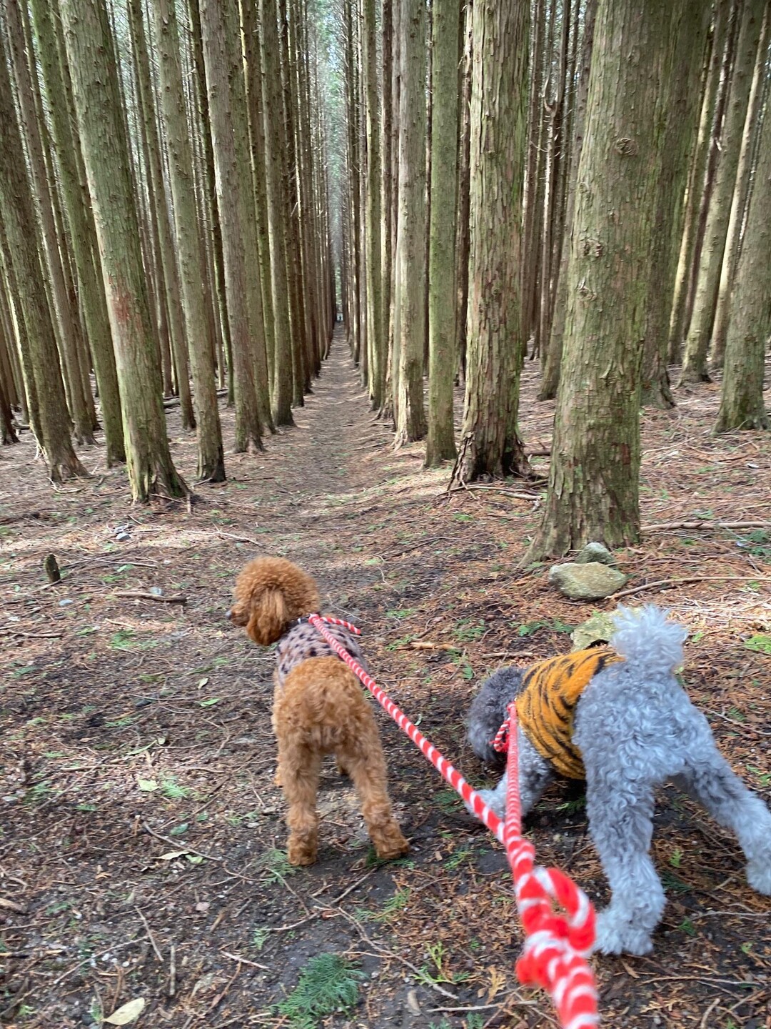 嫁さんと愛犬達と897ピーク / tonyさんの作礼山の活動データ | YAMAP / ヤマップ