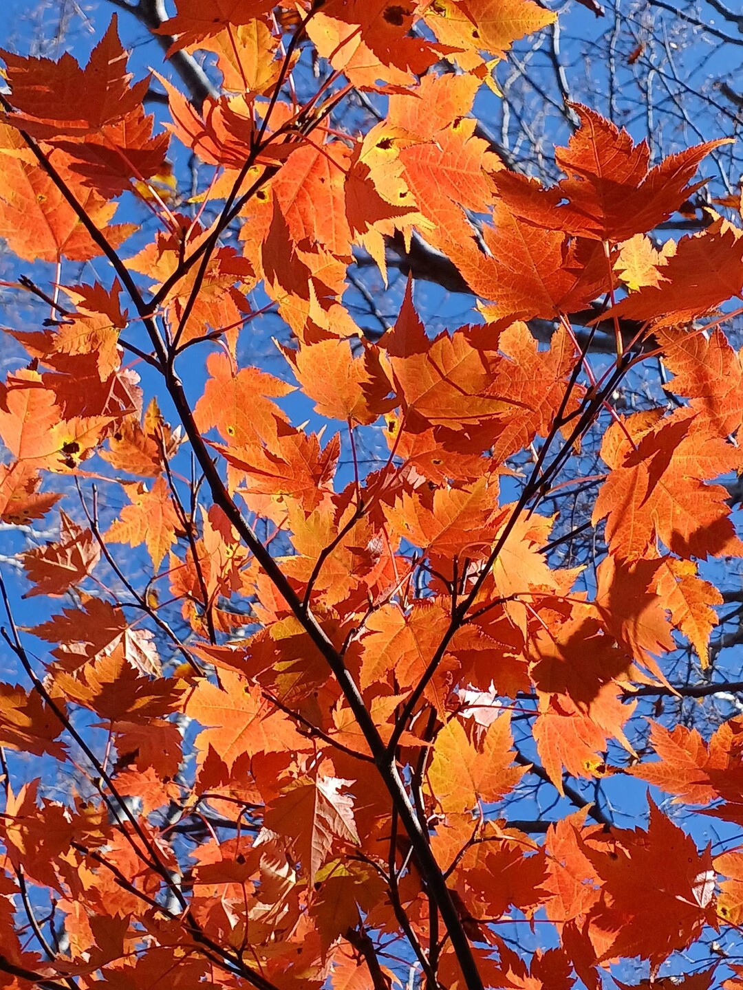 鈴ヶ岳でまったりランチパーティー☀️🍴 / hanabuさんの大日山・越前大日山（越前甲）・鈴ヶ岳の活動日記 | YAMAP / ヤマップ