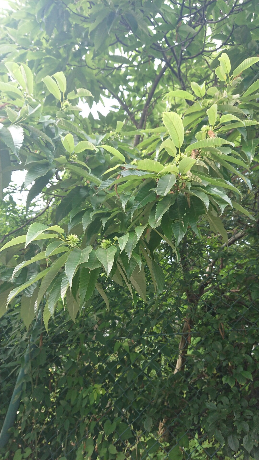 少し前に花が咲いてた栗の木。今朝見たら小... / kinu235（きぬ）さんのモーメント | YAMAP / ヤマップ