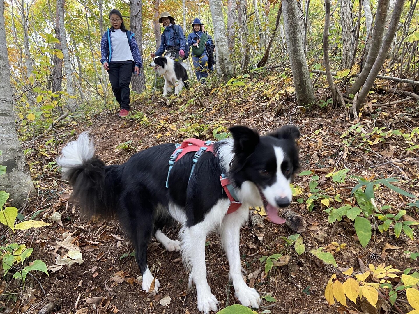 101匹わんちゃん集まれ@高田沢山 / 山猿五郎さんの真昼岳・女神山・音動岳・黒森山の活動データ | YAMAP / ヤマップ