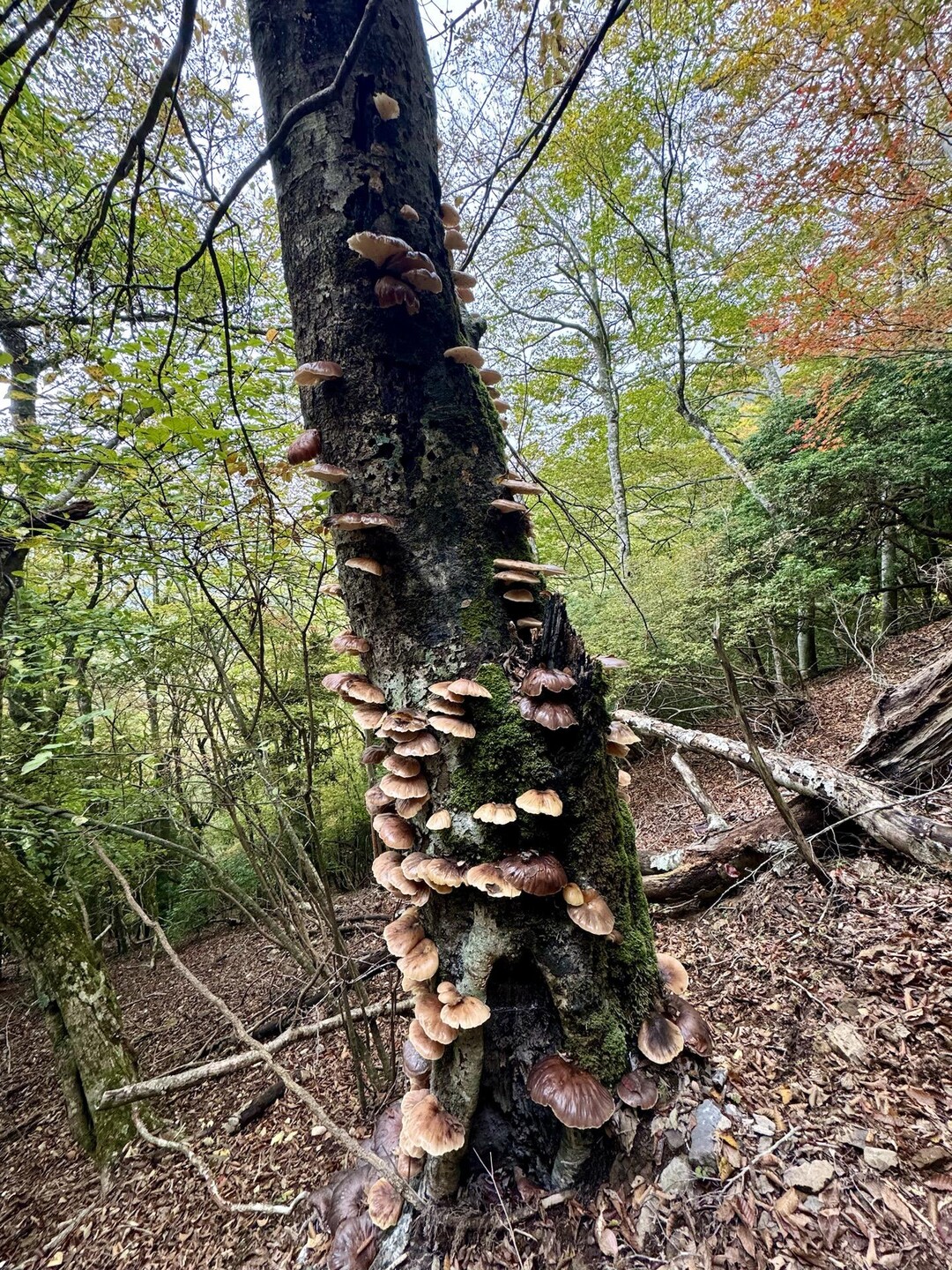 王岳・吉沢山・鍵掛 / まーBo🗻さんの節刀ヶ岳・破風山・足和田山の活動データ | YAMAP / ヤマップ