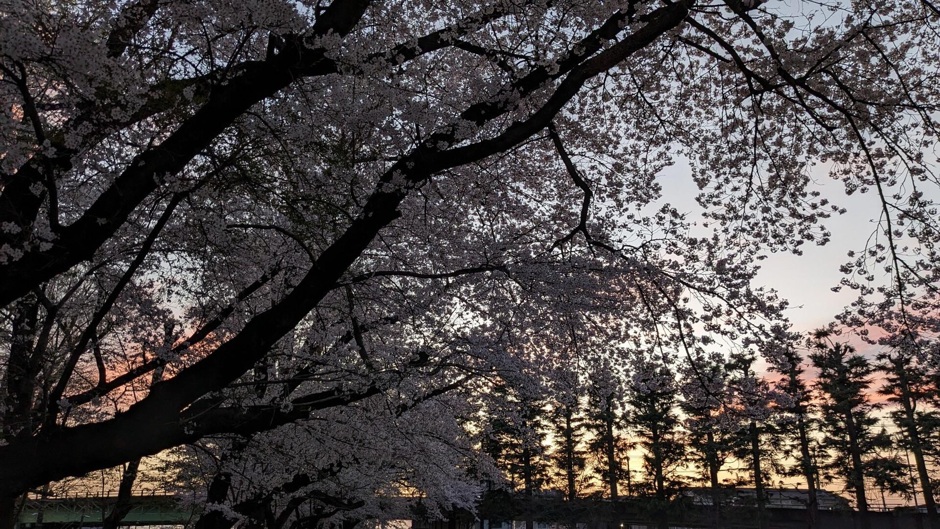 ふら〜っとお花見😊 / m93さんのモーメント | YAMAP / ヤマップ