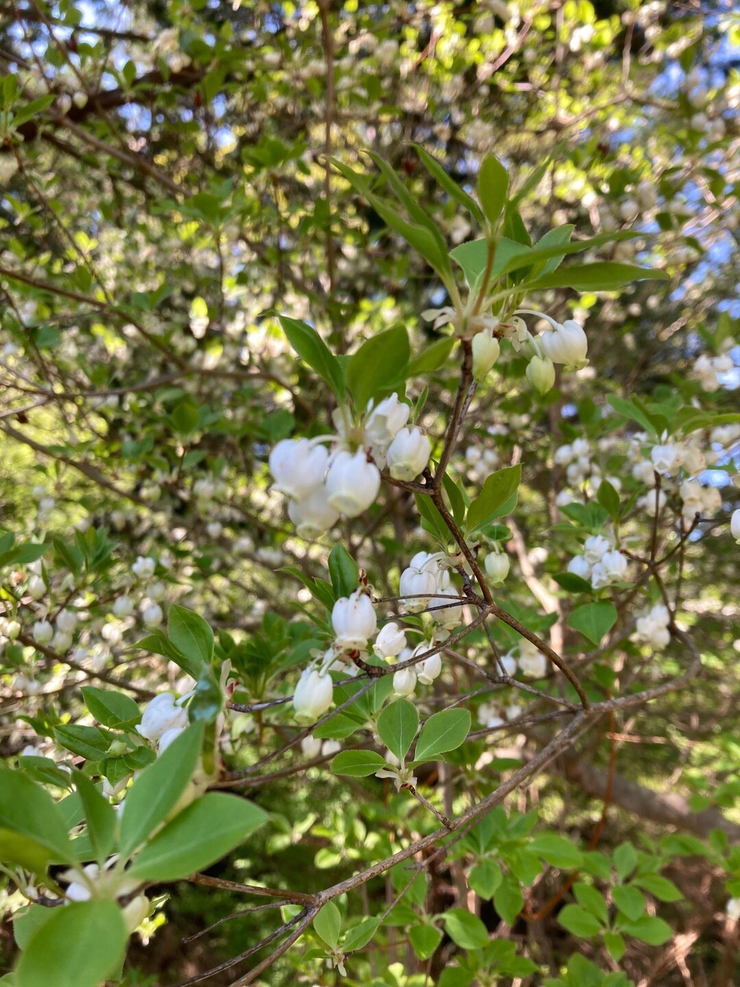 千葉山 / akaさんの千葉山・白岩寺山の活動データ | YAMAP / ヤマップ